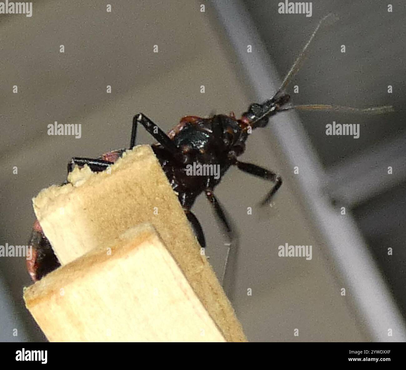 Eastern Bloodsucking Conenose (Triatoma sanguisuga Stock Photo - Alamy