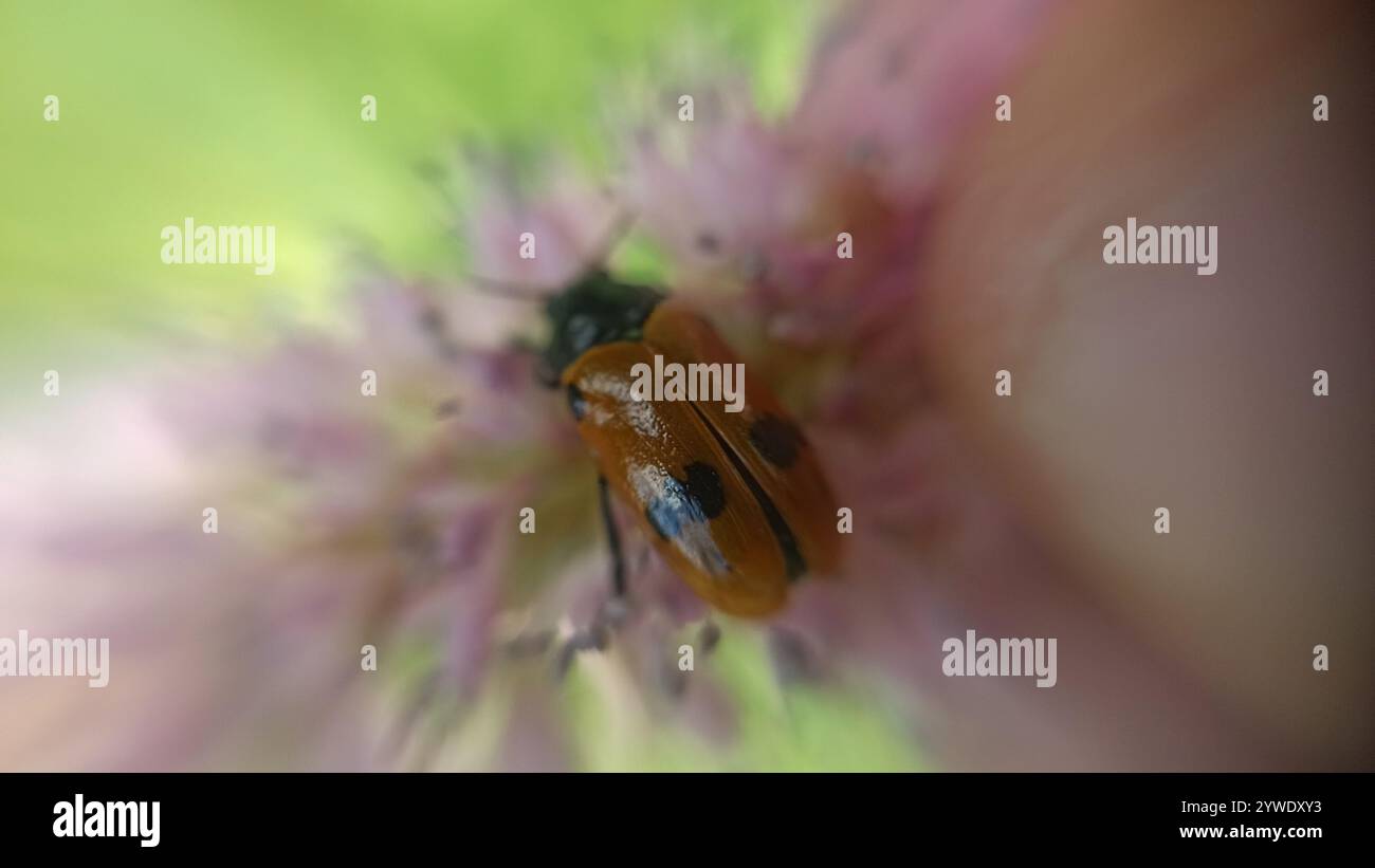 Four Spotted Leaf Beetle (Clytra quadripunctata Stock Photo - Alamy