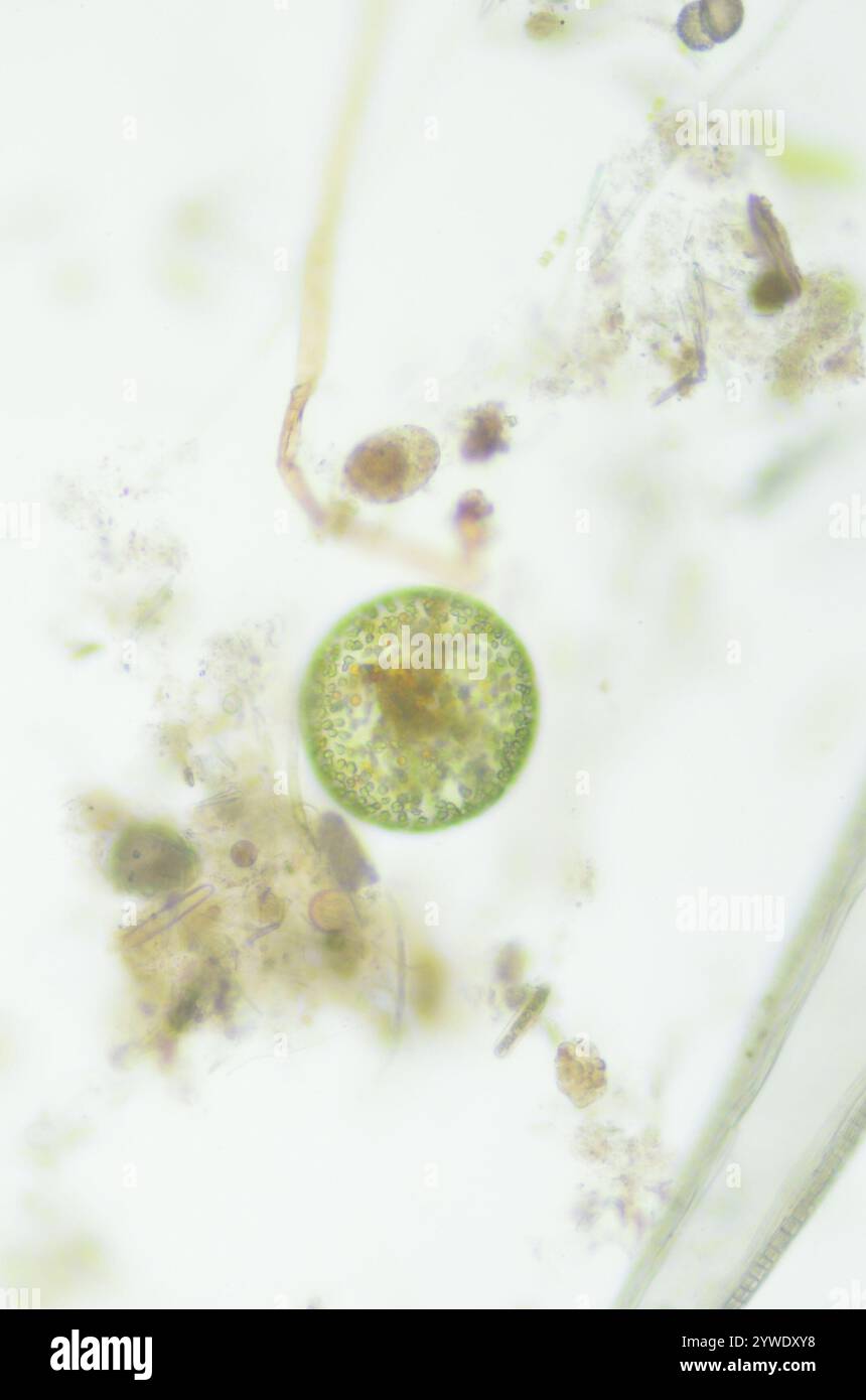 Eremosphaera viridis hi-res stock photography and images - Alamy