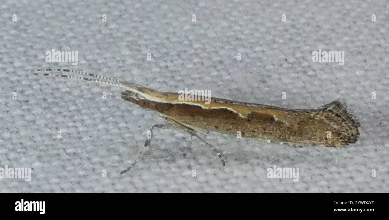 Diamondback Moth (Plutella xylostella Stock Photo - Alamy