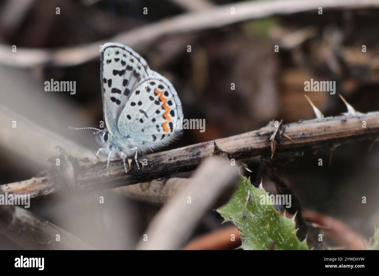 Cascadia Blue (Euphilotes heracleoides Stock Photo - Alamy