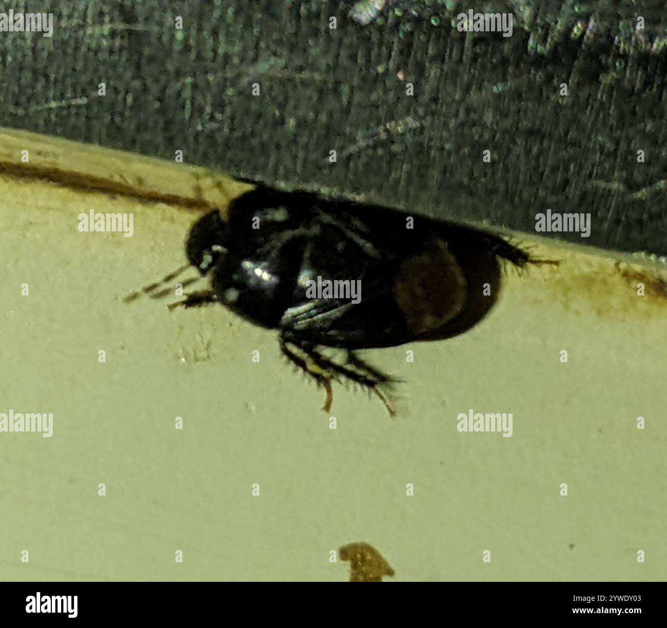 Two-lined Burrowing Bug (Pangaeus bilineatus Stock Photo - Alamy