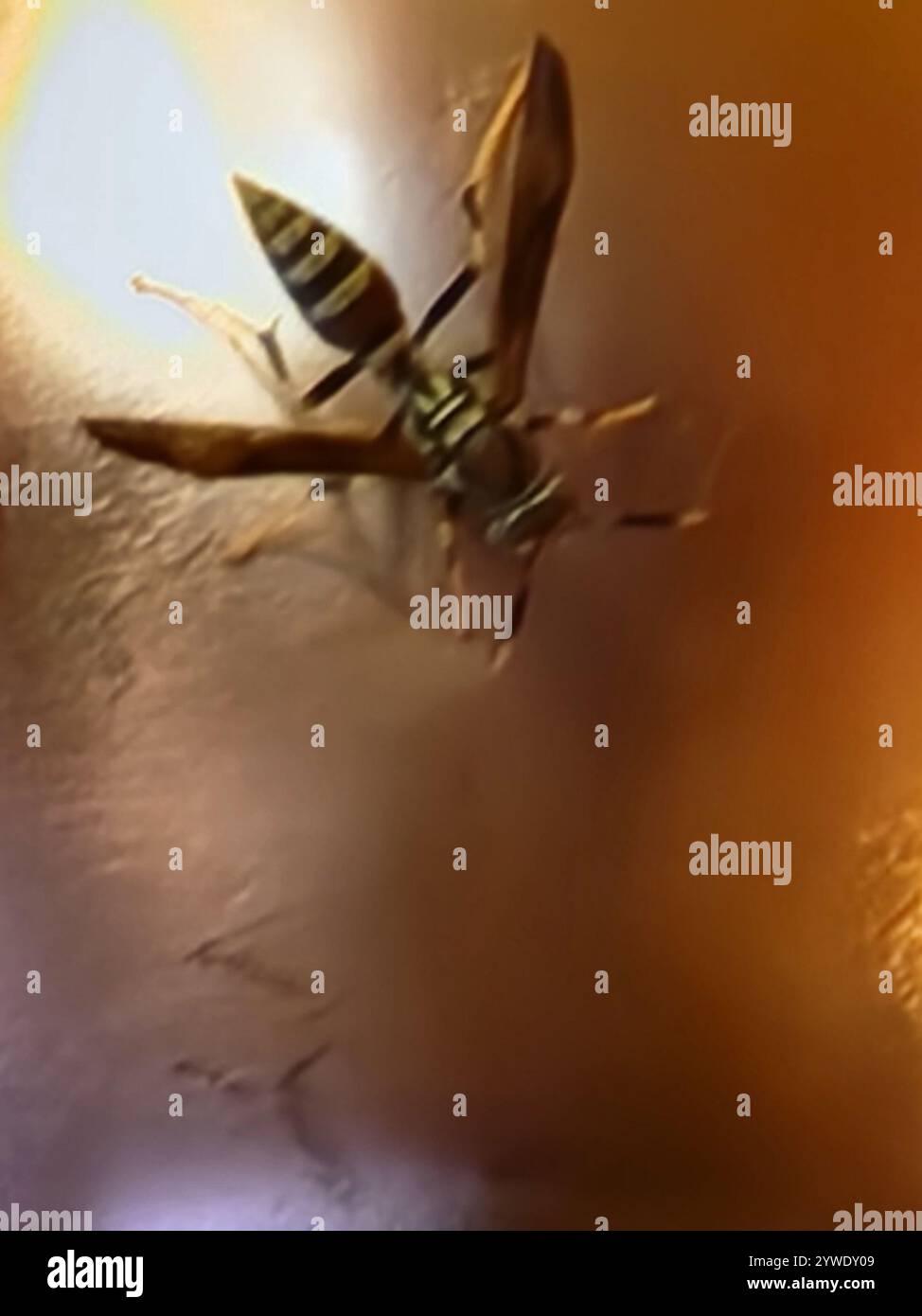 Guinea Paper Wasp (Polistes exclamans Stock Photo - Alamy