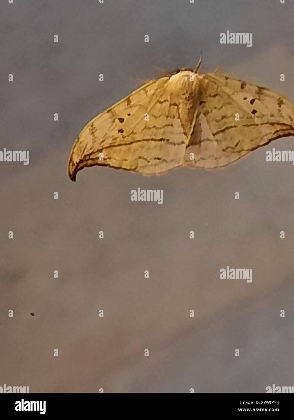 Arched Hooktip Moth (Drepana arcuata Stock Photo - Alamy