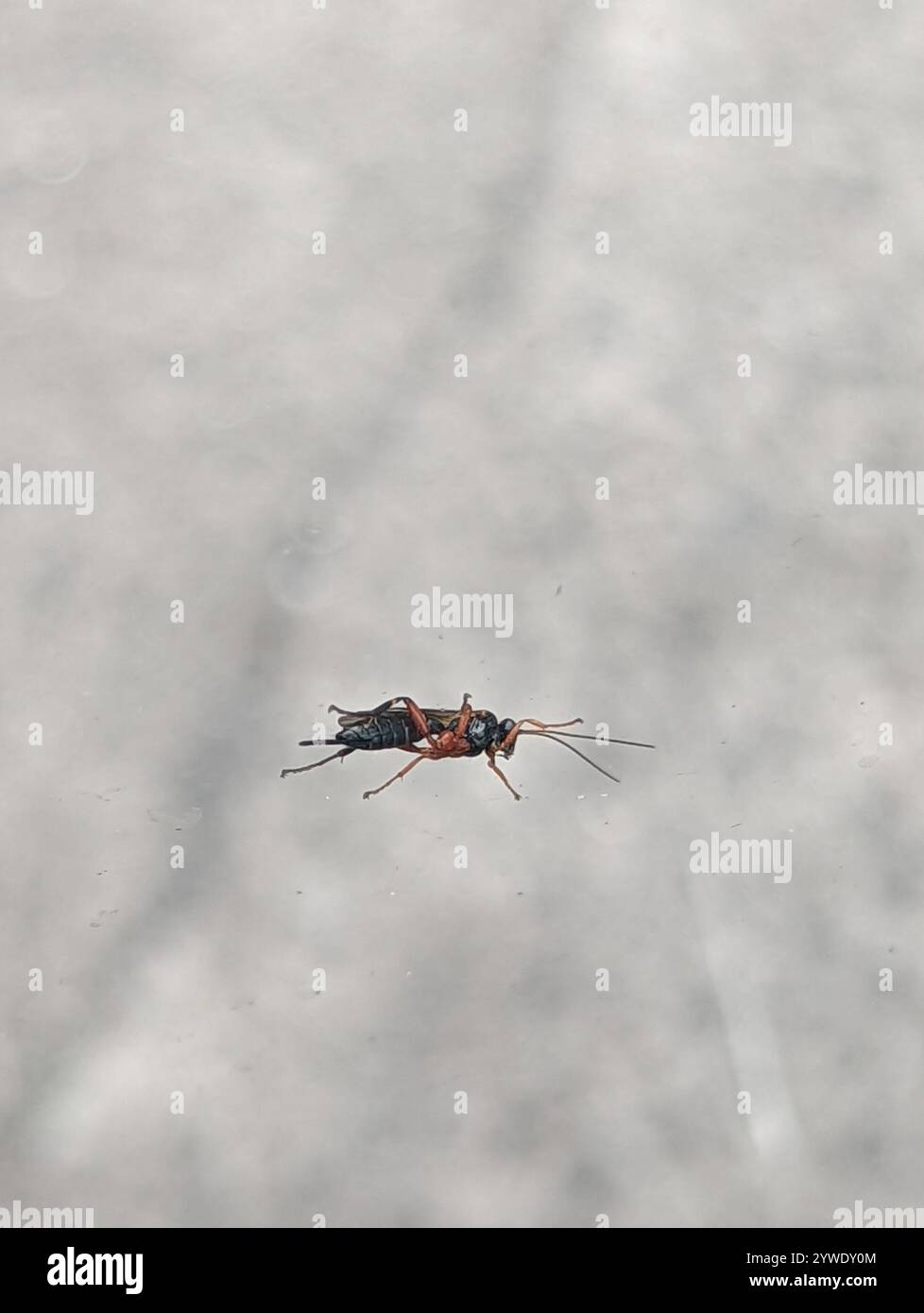 Black Slip Wasp (Pimpla rufipes Stock Photo - Alamy