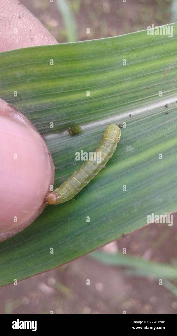 Fall Armyworm Moth (Spodoptera frugiperda Stock Photo - Alamy