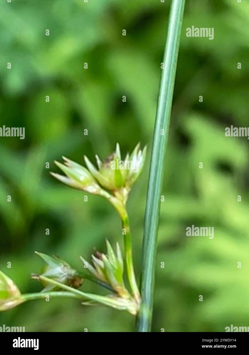 Leathery Rush (Juncus coriaceus Stock Photo - Alamy