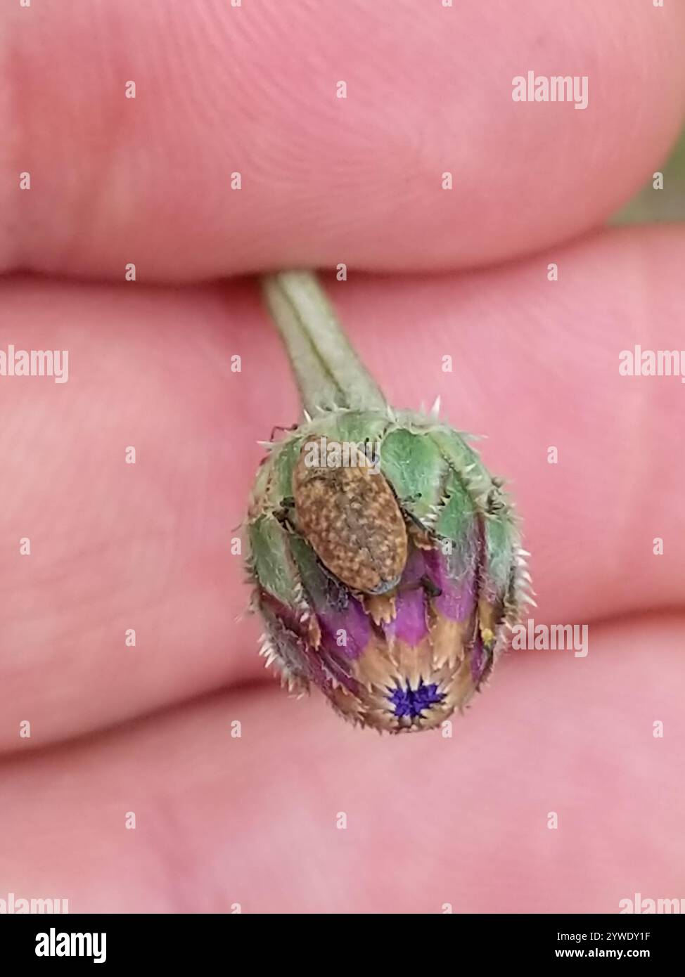 Blunt Knapweed Flower Weevil (Larinus obtusus Stock Photo - Alamy