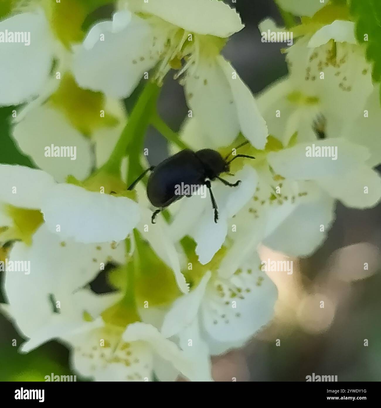 Western Grape Rootworm (Bromius obscurus Stock Photo - Alamy