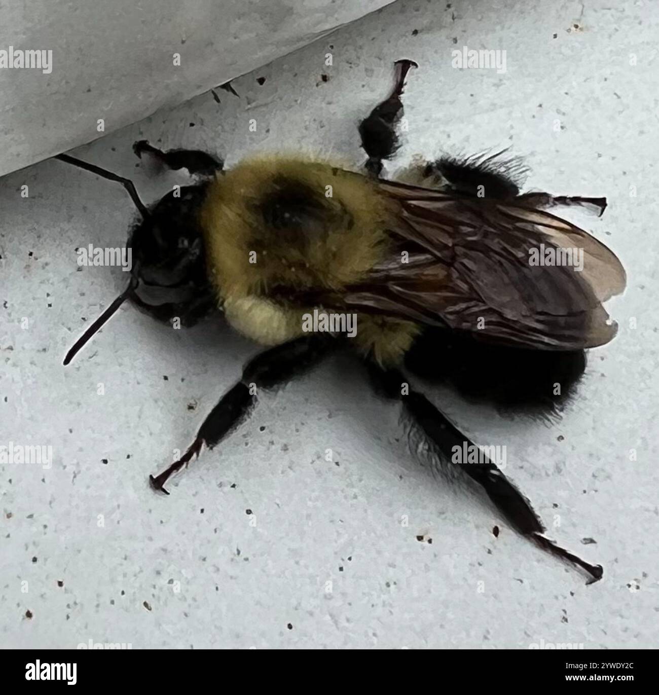 Two-spotted Bumble Bee (Bombus bimaculatus Stock Photo - Alamy
