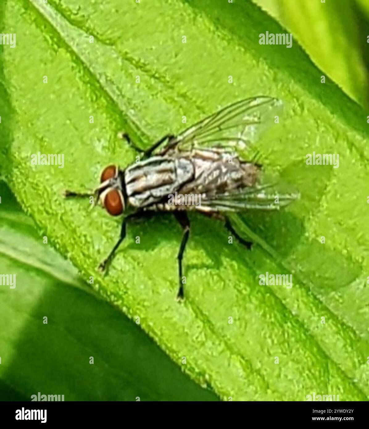 Common Flesh Flies (Sarcophaga Stock Photo - Alamy