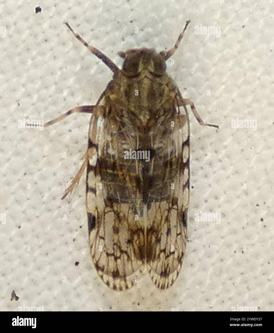 Melanoliarus hi-res stock photography and images - Alamy