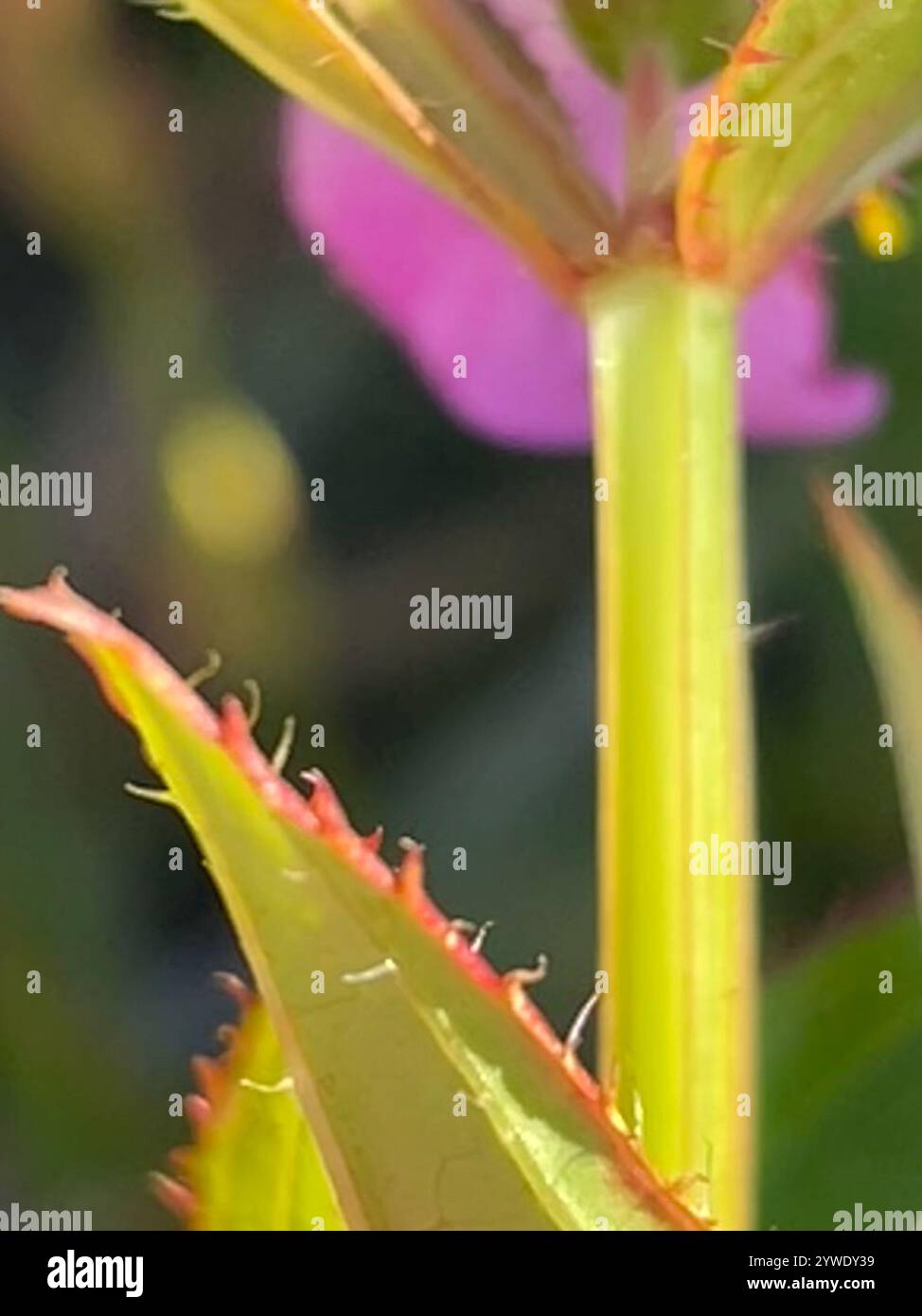 Maid Marian (Rhexia nashii Stock Photo - Alamy