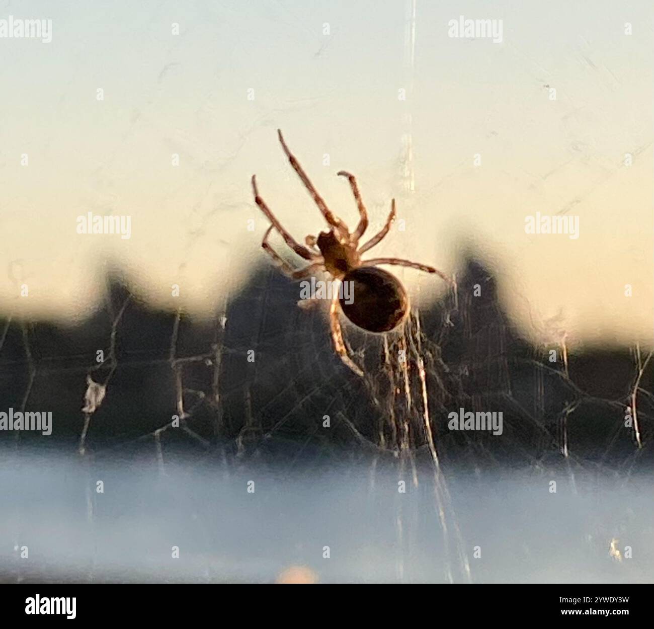 Silver-sided Sector Spider (Zygiella x-notata Stock Photo - Alamy