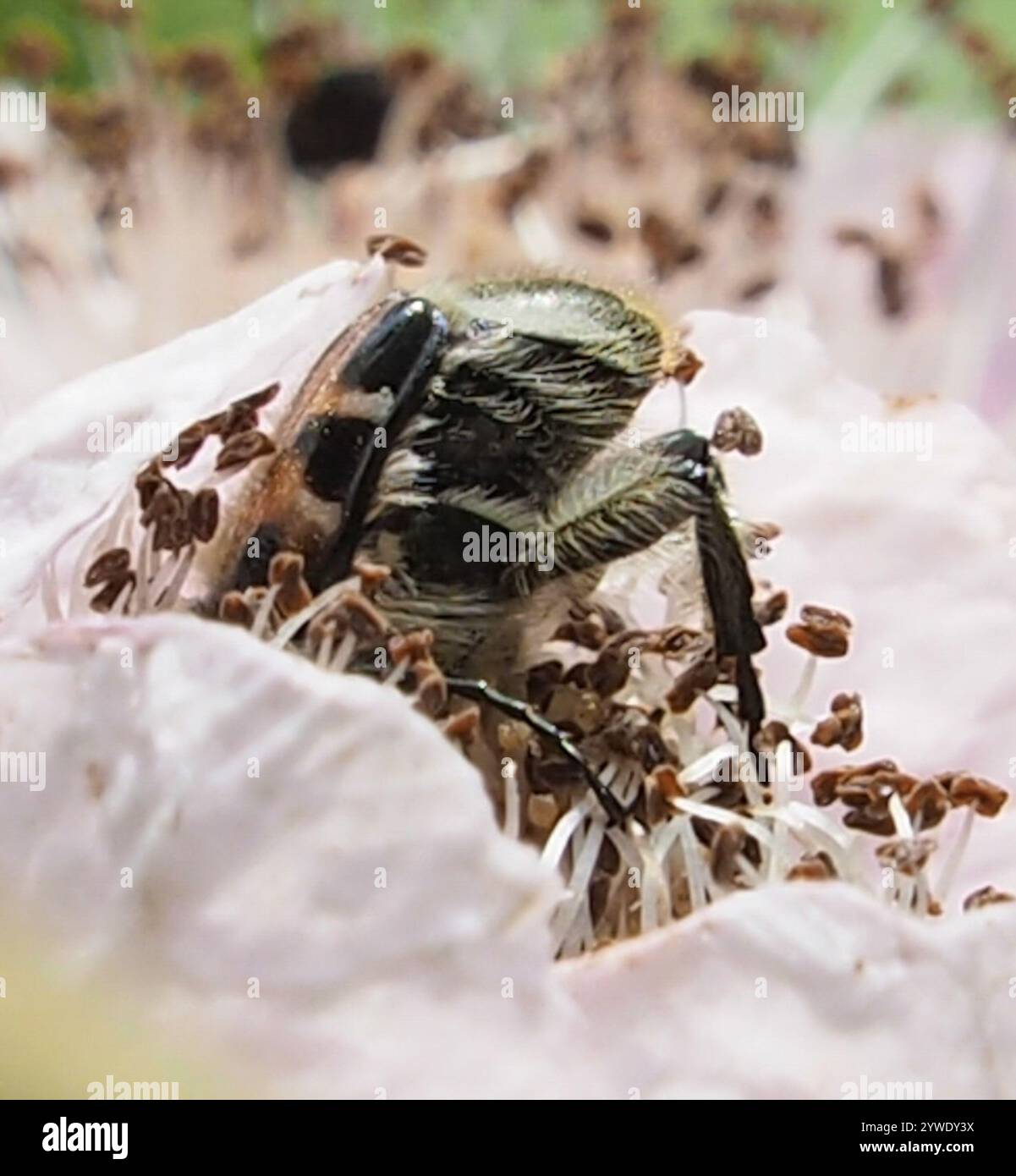 Bee-like Flower Scarabs (Trichiotinus Stock Photo - Alamy