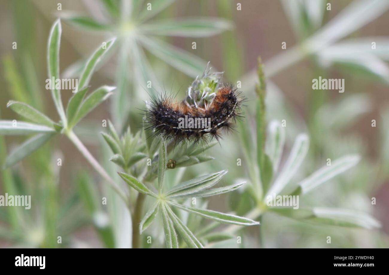 Nevada Tiger Moth (Apantesis nevadensis Stock Photo - Alamy