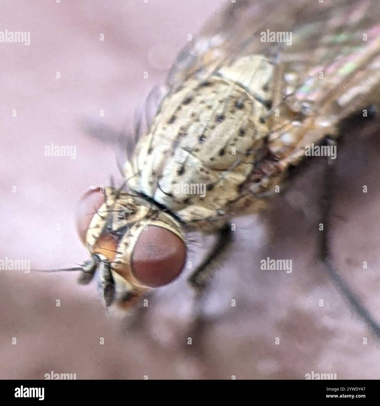 Root-maggot Flies (Anthomyiidae Stock Photo - Alamy