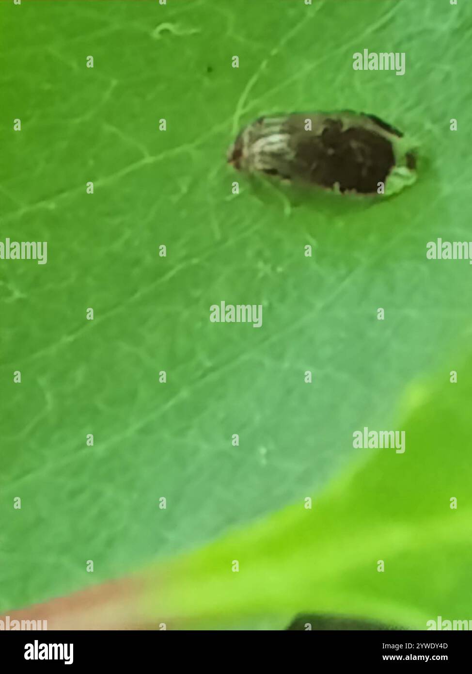 Barklice, Booklice, and Parasitic Lice (Psocodea Stock Photo - Alamy