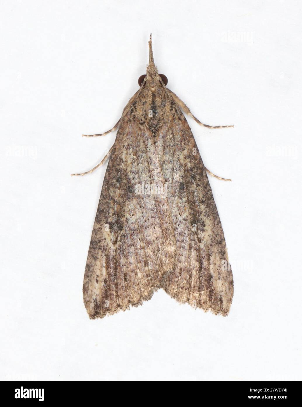 Hop Vine Snout (Hypena humuli Stock Photo - Alamy