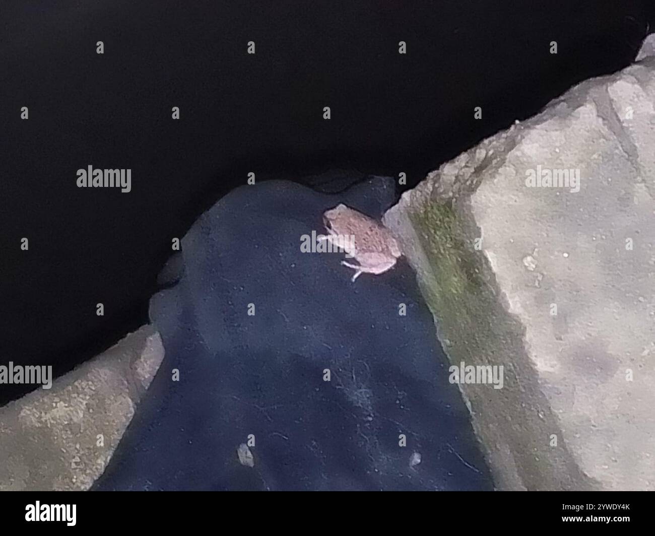 Striped Robber Frog (Pristimantis unistrigatus Stock Photo - Alamy