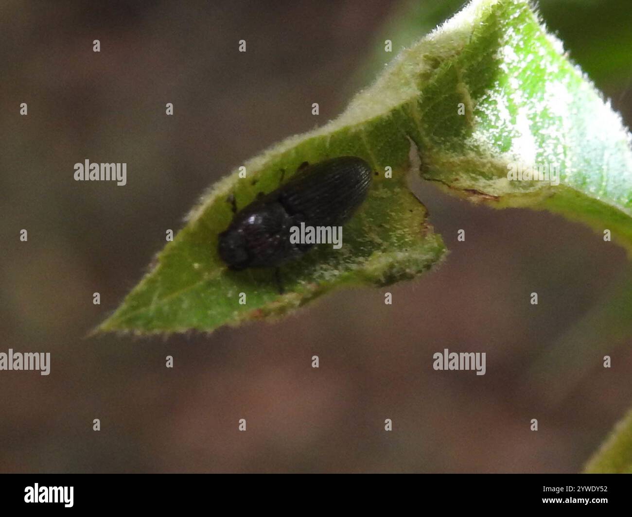 Click Beetles (Elateridae Stock Photo - Alamy