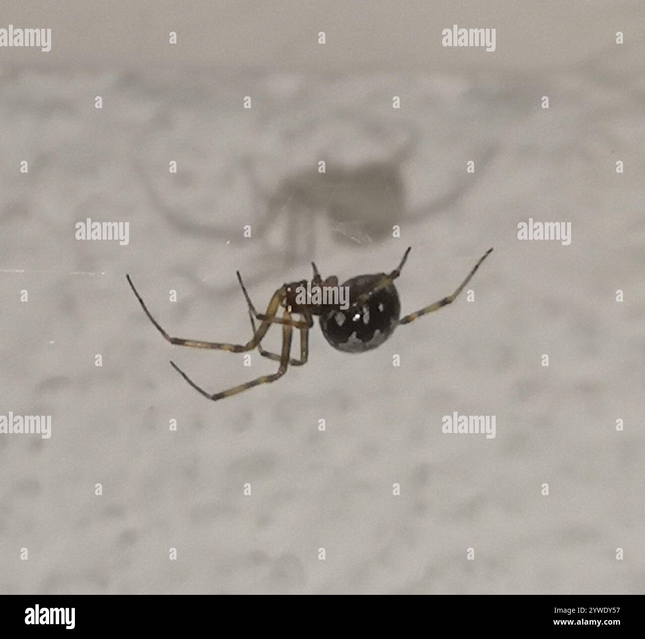 Triangulate Combfoot (Steatoda triangulosa Stock Photo - Alamy
