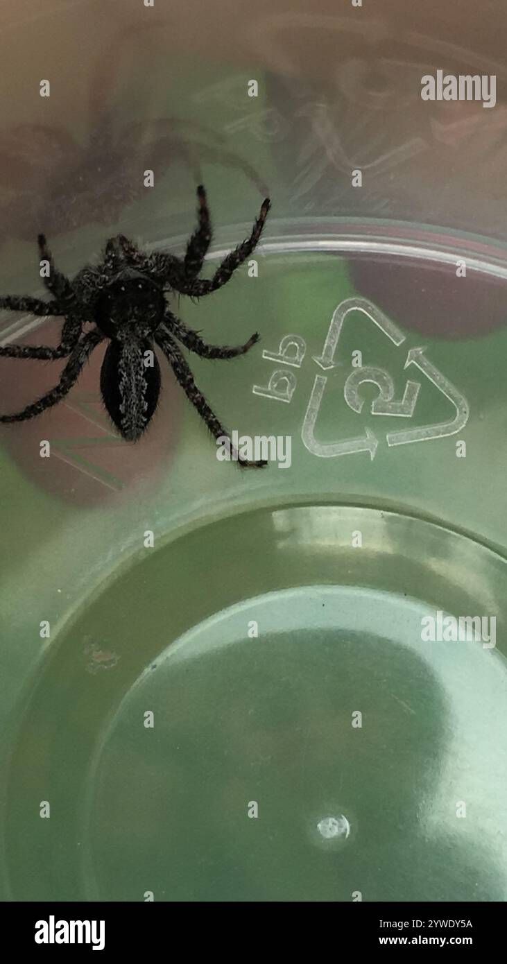 California Flattened Jumping Spider (Platycryptus californicus Stock ...