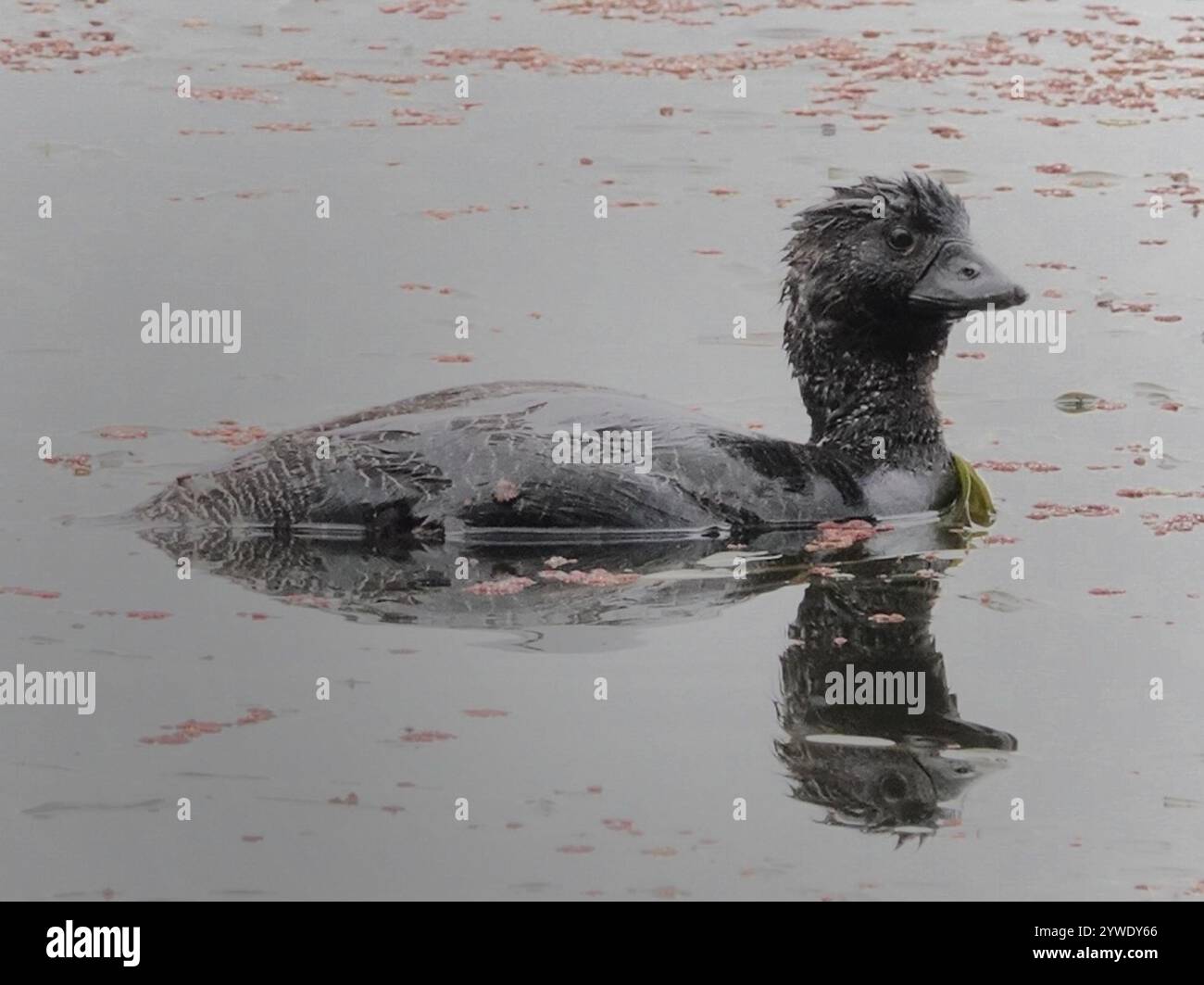 Musk Duck (Biziura lobata Stock Photo - Alamy
