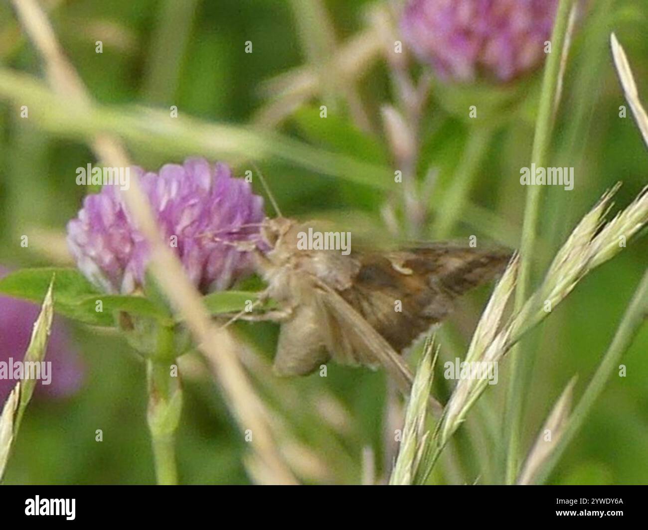 Silver Y (Autographa gamma Stock Photo - Alamy