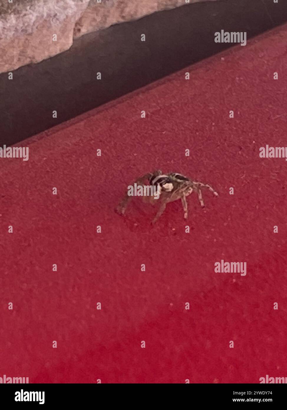 Pantropical Jumping Spider (Plexippus paykulli Stock Photo - Alamy