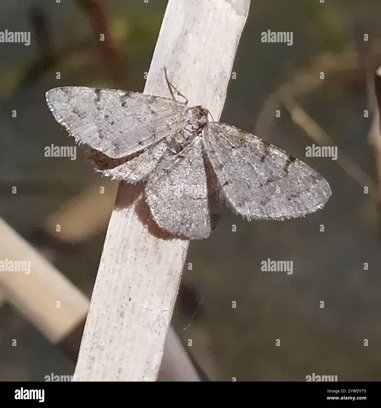 Grey Birch Moth (Aethalura punctulata Stock Photo - Alamy