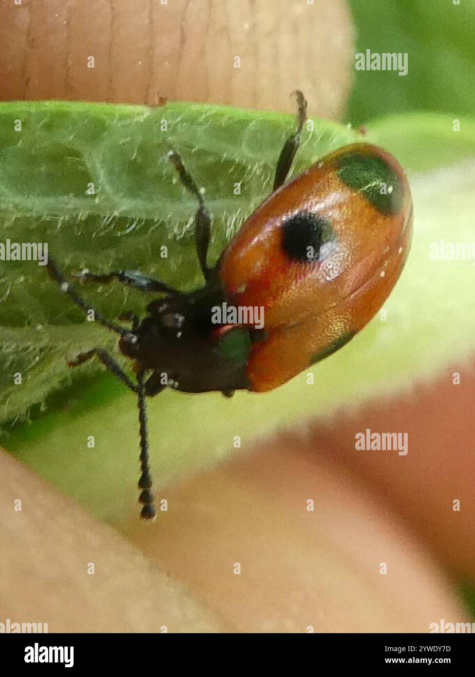 Handsome Fungus Beetle (Endomychus biguttatus Stock Photo - Alamy