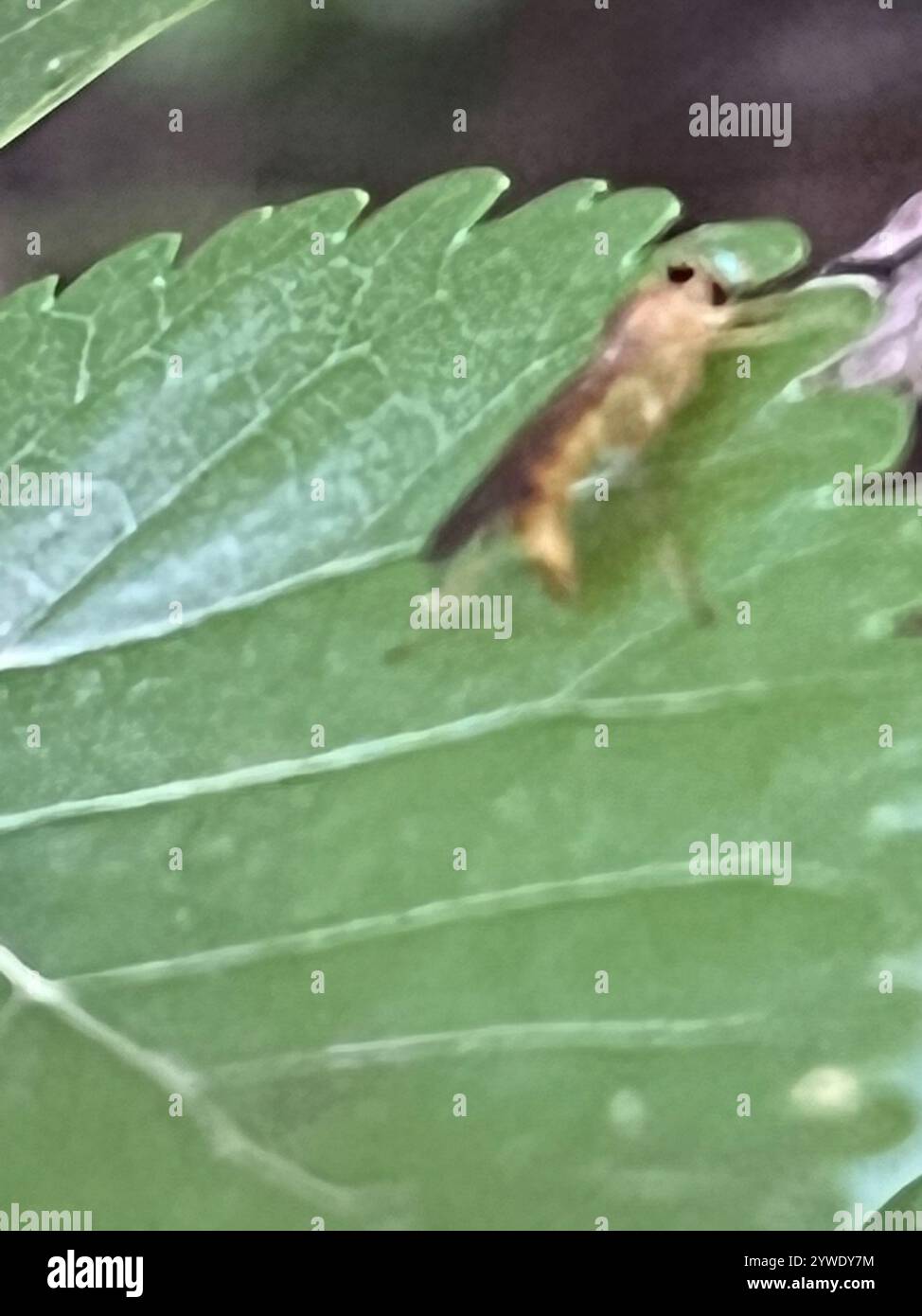 Compost Fly (Ptecticus trivittatus Stock Photo - Alamy