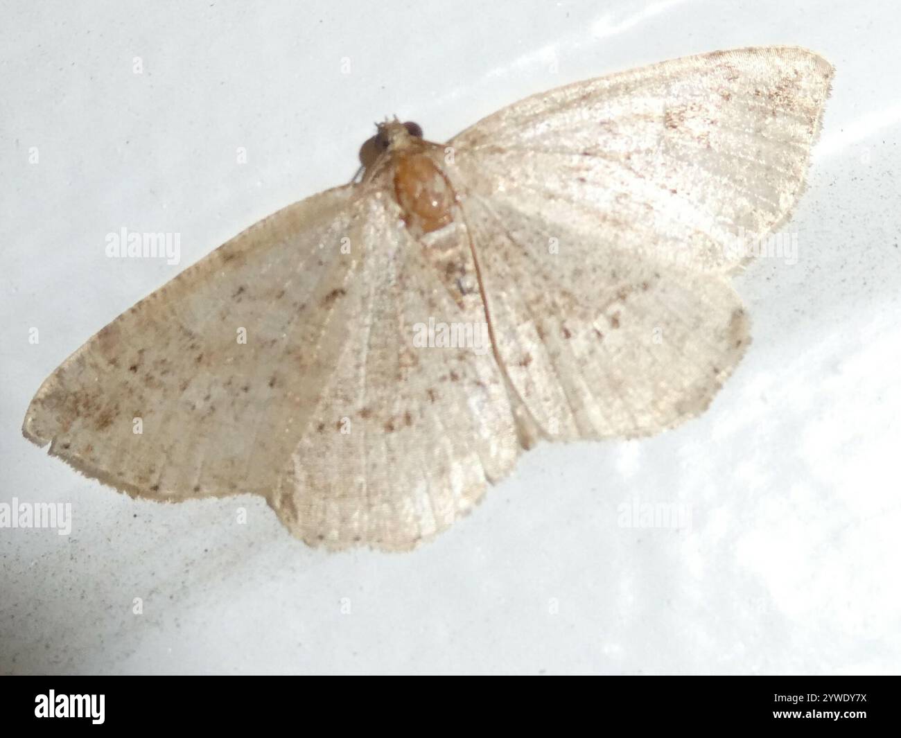 Geometer Moths (Geometridae Stock Photo - Alamy