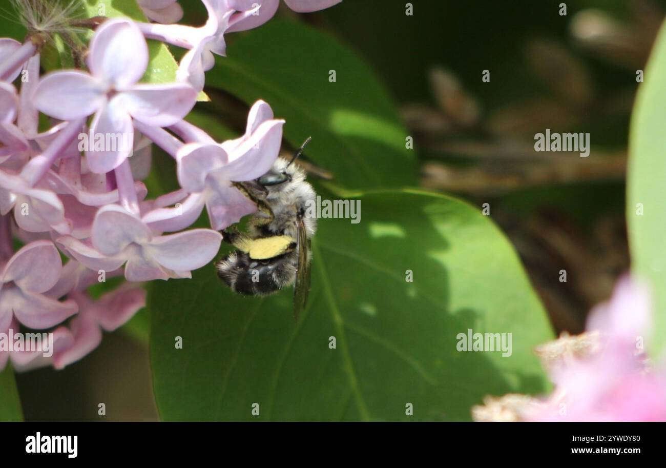 Pacific Digger Bee (Anthophora pacifica Stock Photo - Alamy