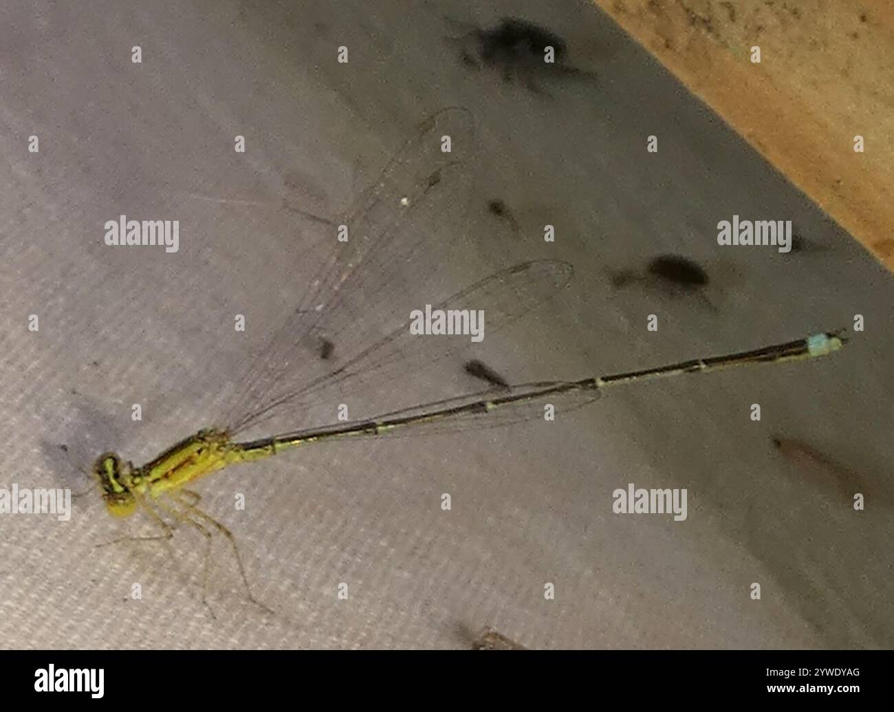 Vesper Bluet (Enallagma vesperum Stock Photo - Alamy