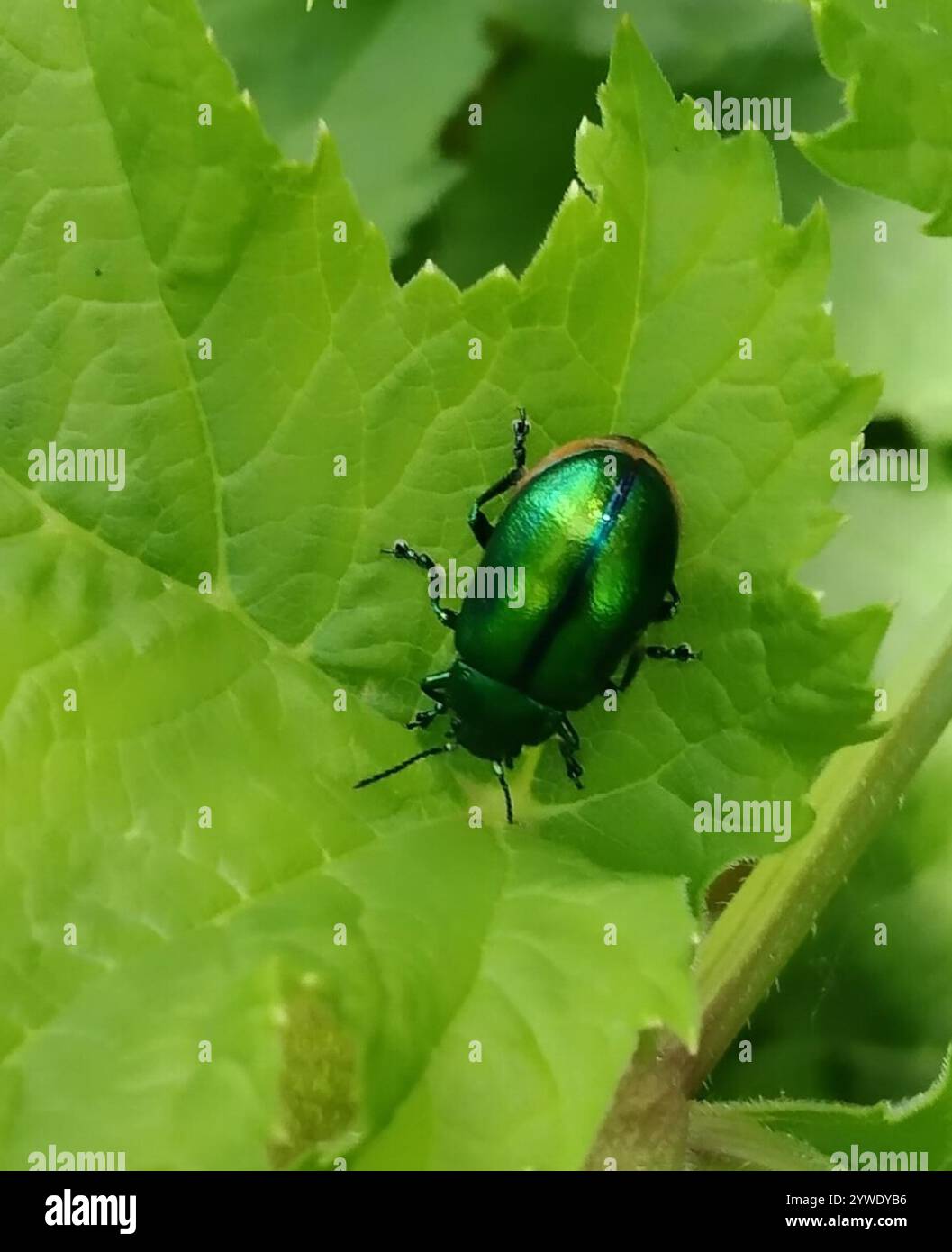 Mint Leaf beetle (Chrysolina herbacea Stock Photo - Alamy