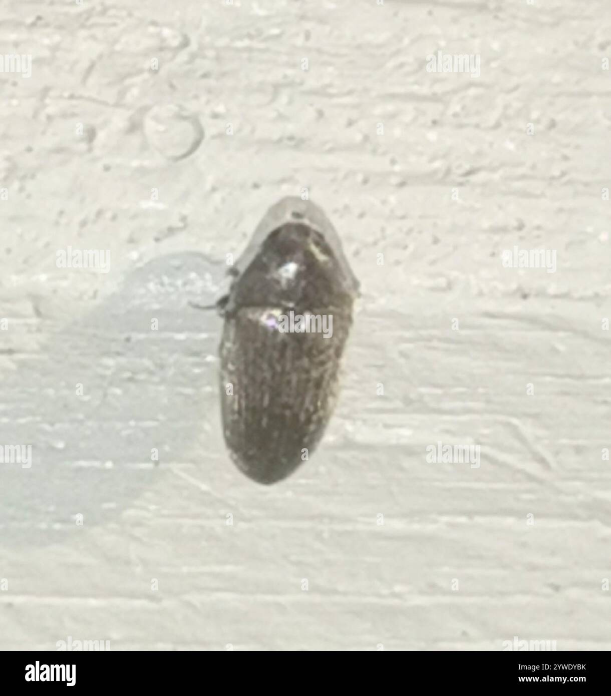 False click beetles hi-res stock photography and images - Alamy