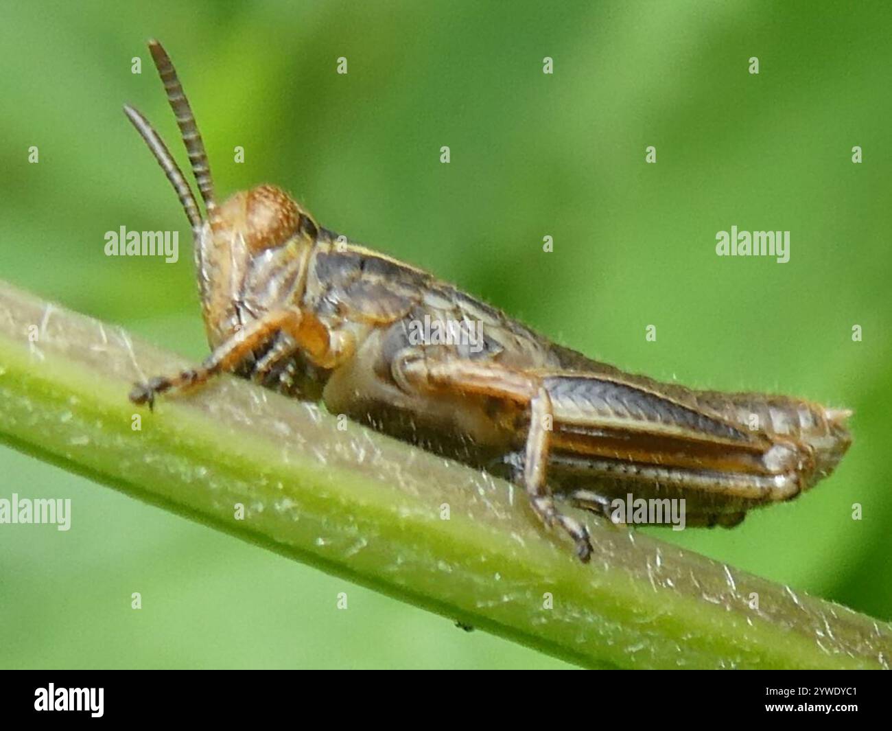 North American Spur-throated Grasshoppers (Melanoplus Stock Photo - Alamy