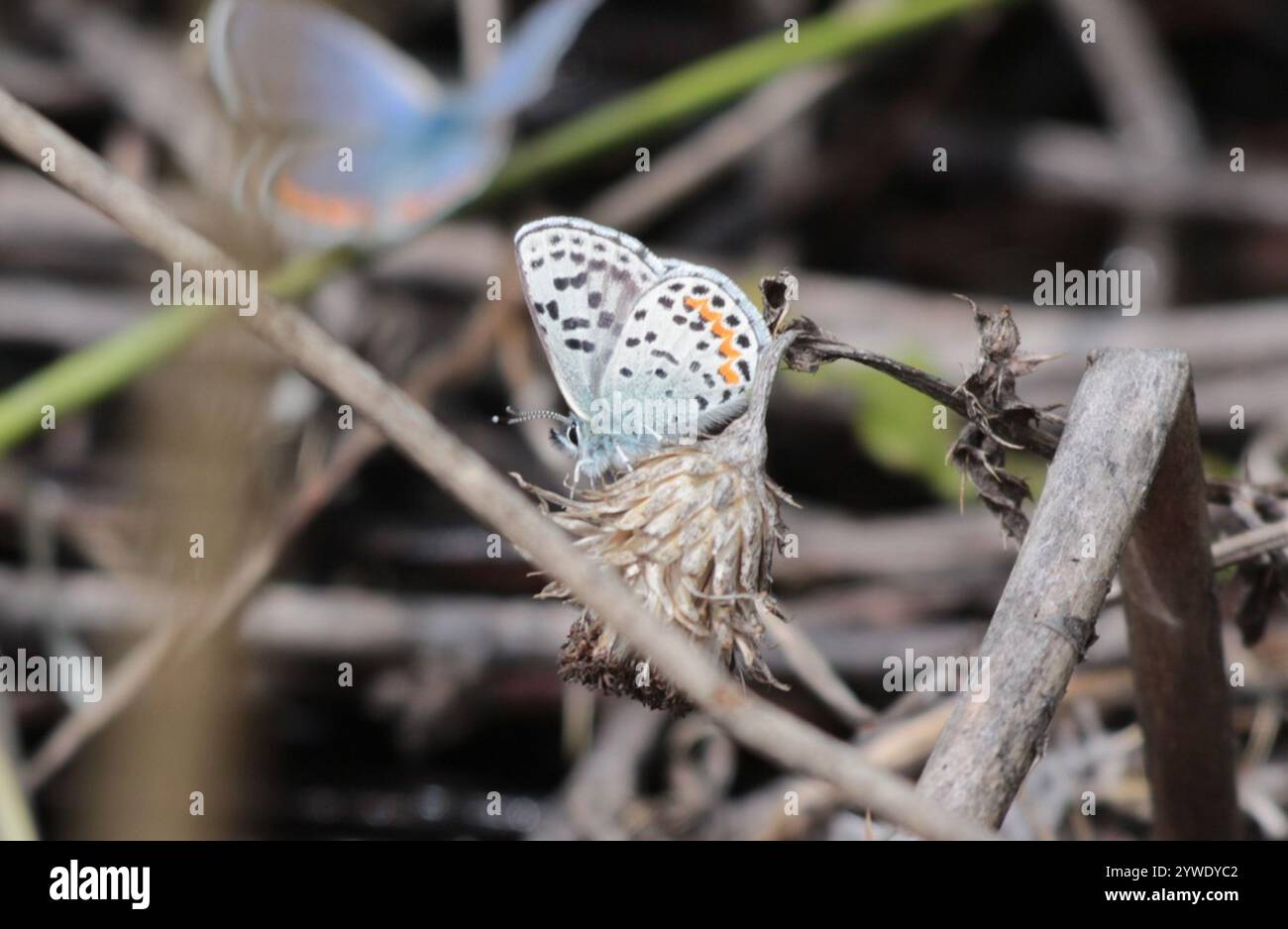 Cascadia Blue (Euphilotes heracleoides Stock Photo - Alamy