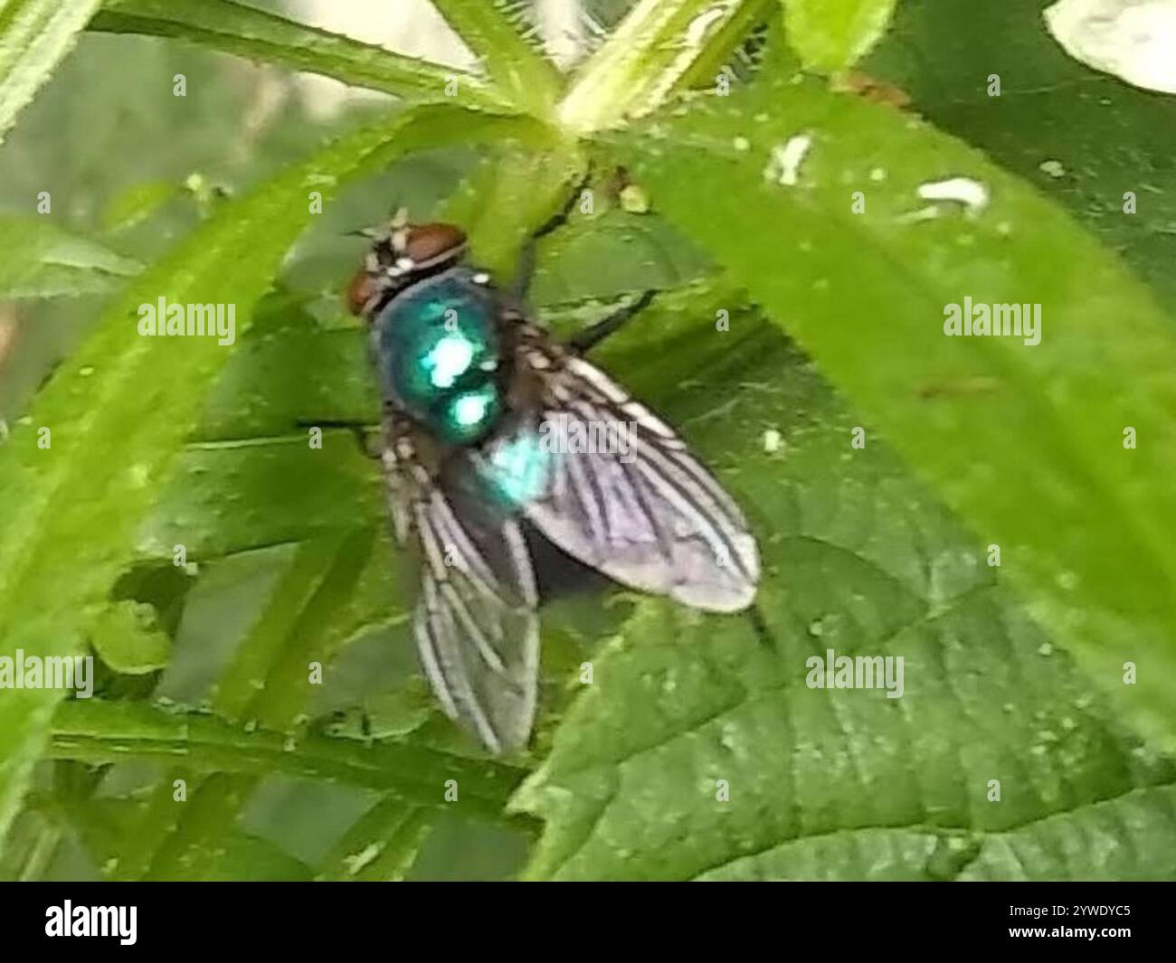 Greenbottle Flies (Lucilia Stock Photo - Alamy