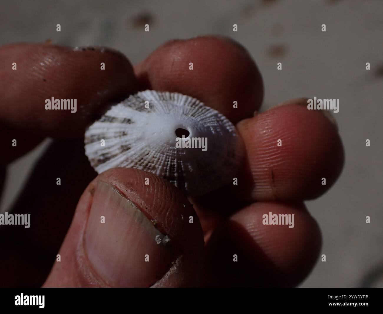 Rough Keyhole Limpet (Diodora aspera Stock Photo - Alamy