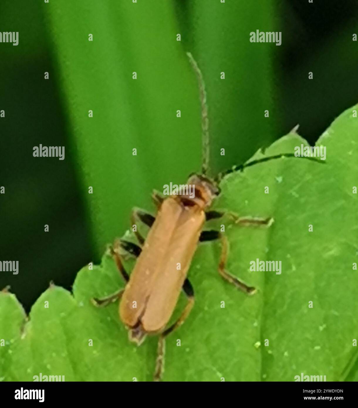 Red Soldier Beetle (Cantharis rufa Stock Photo - Alamy