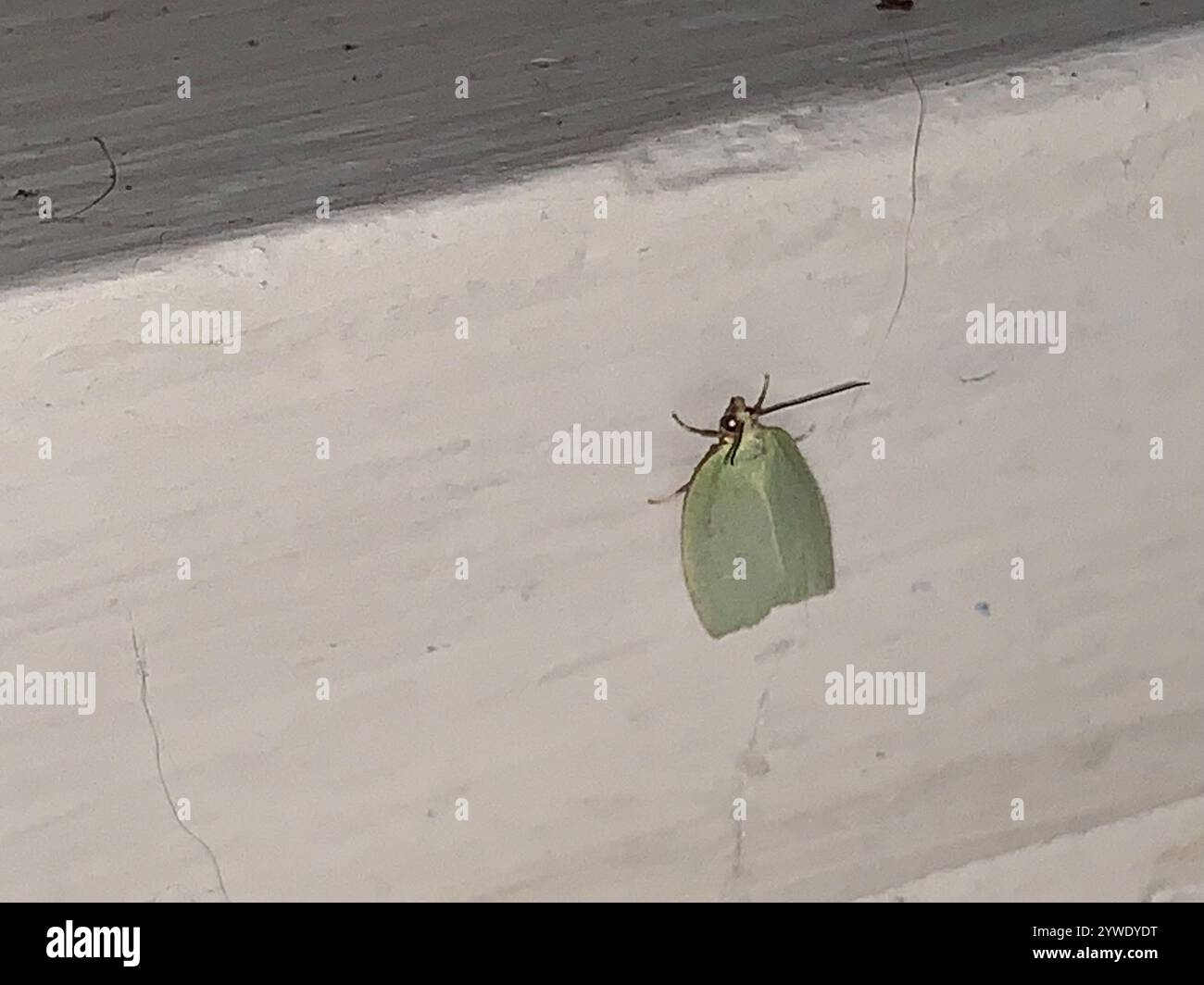 Green Oak Tortrix (Tortrix viridana Stock Photo - Alamy