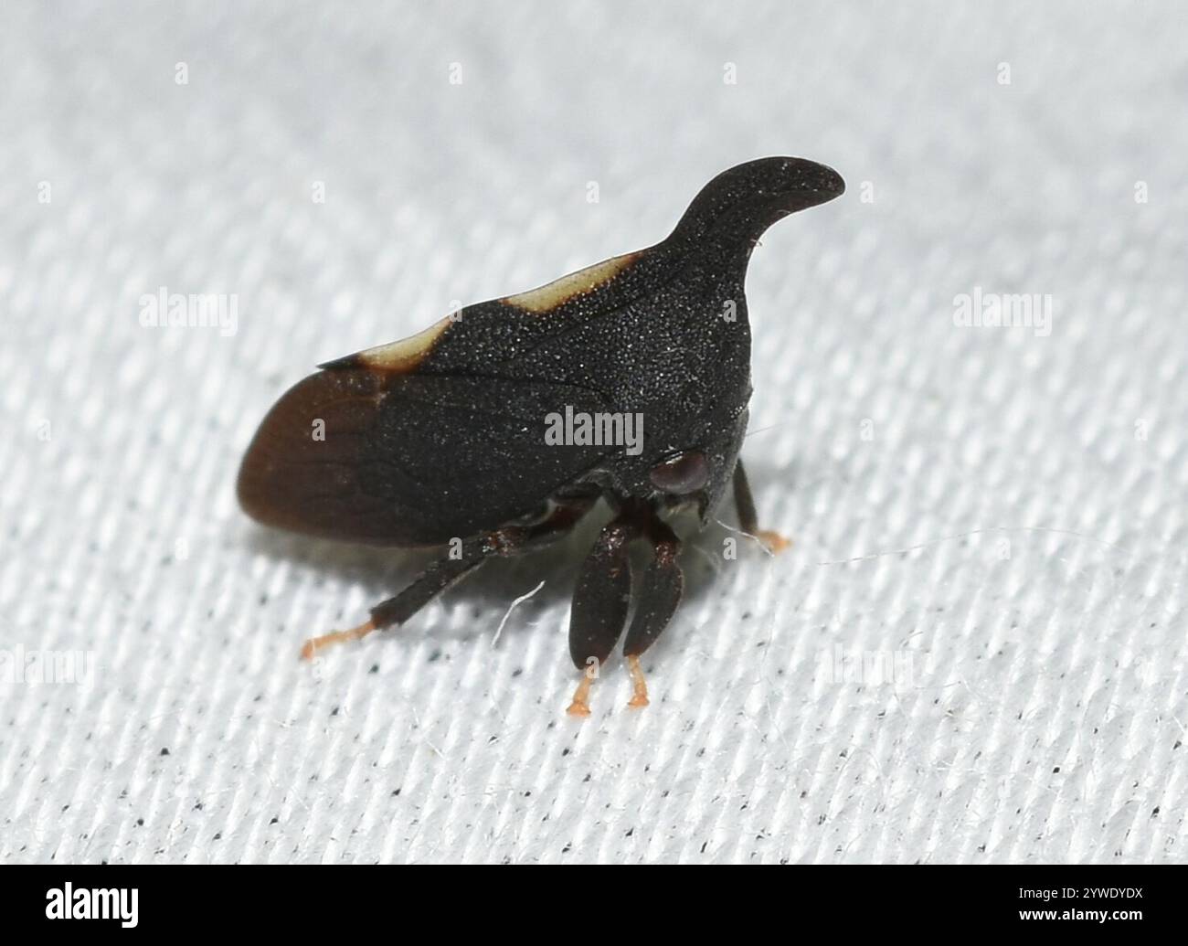 Two-marked Treehopper Complex (Enchenopa binotata Stock Photo - Alamy