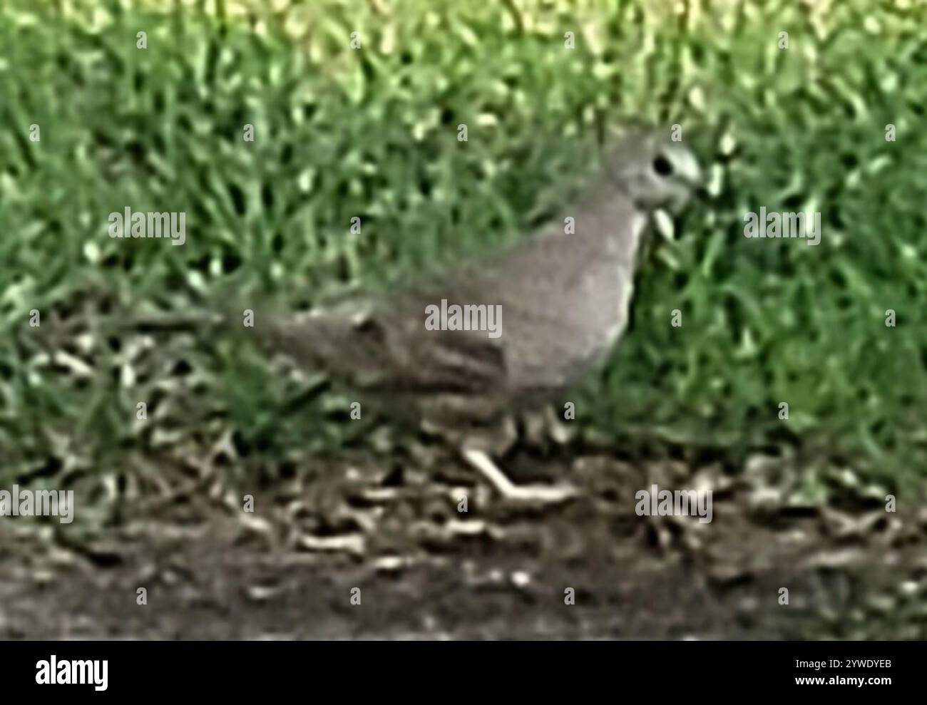 Inca Dove (Columbina inca Stock Photo - Alamy
