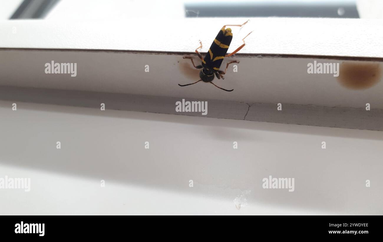 Wasp Beetle (Clytus arietis Stock Photo - Alamy