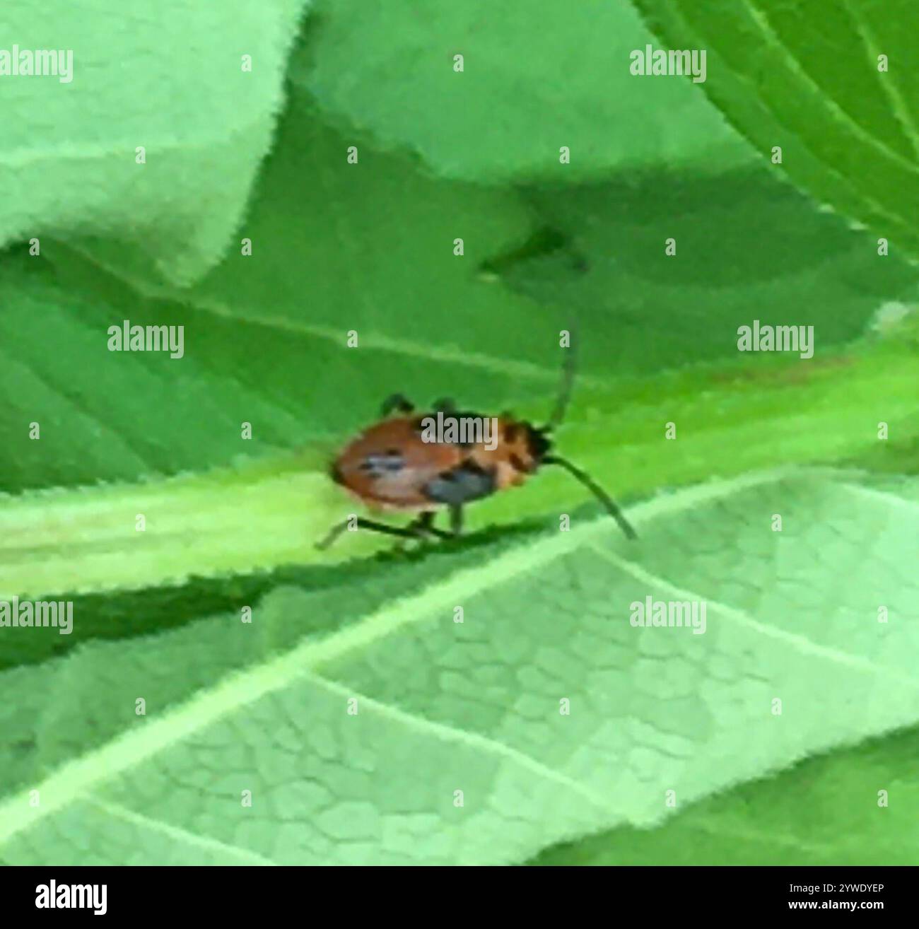 False Milkweed Bug (Lygaeus turcicus Stock Photo - Alamy