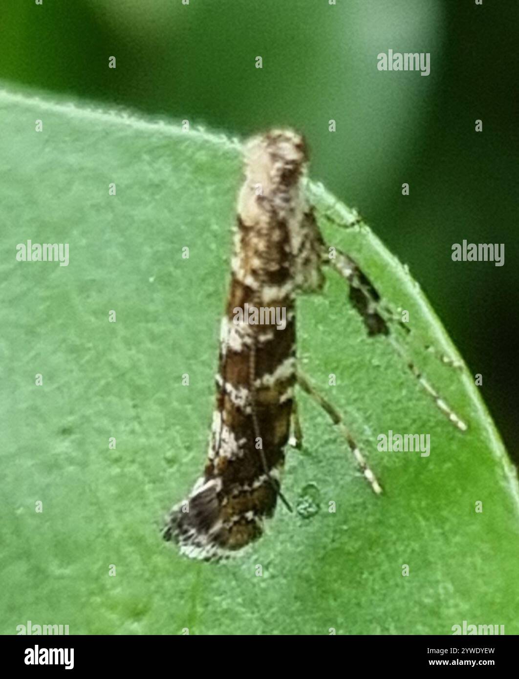 Lilac Leafminer Moth (Gracillaria syringella Stock Photo - Alamy