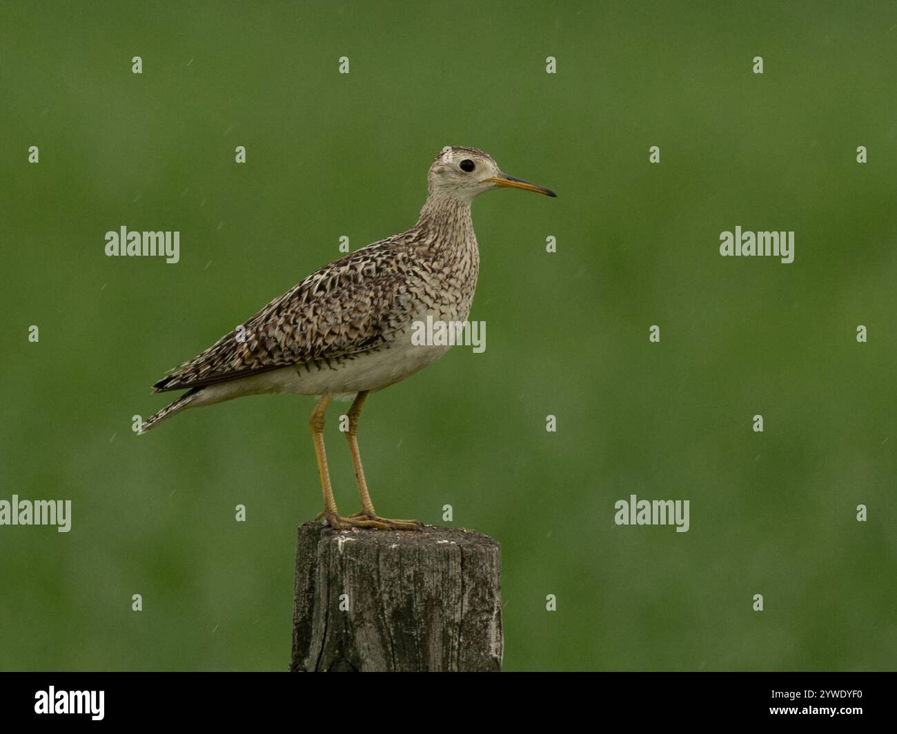 Upland Sandpiper (Bartramia longicauda Stock Photo - Alamy
